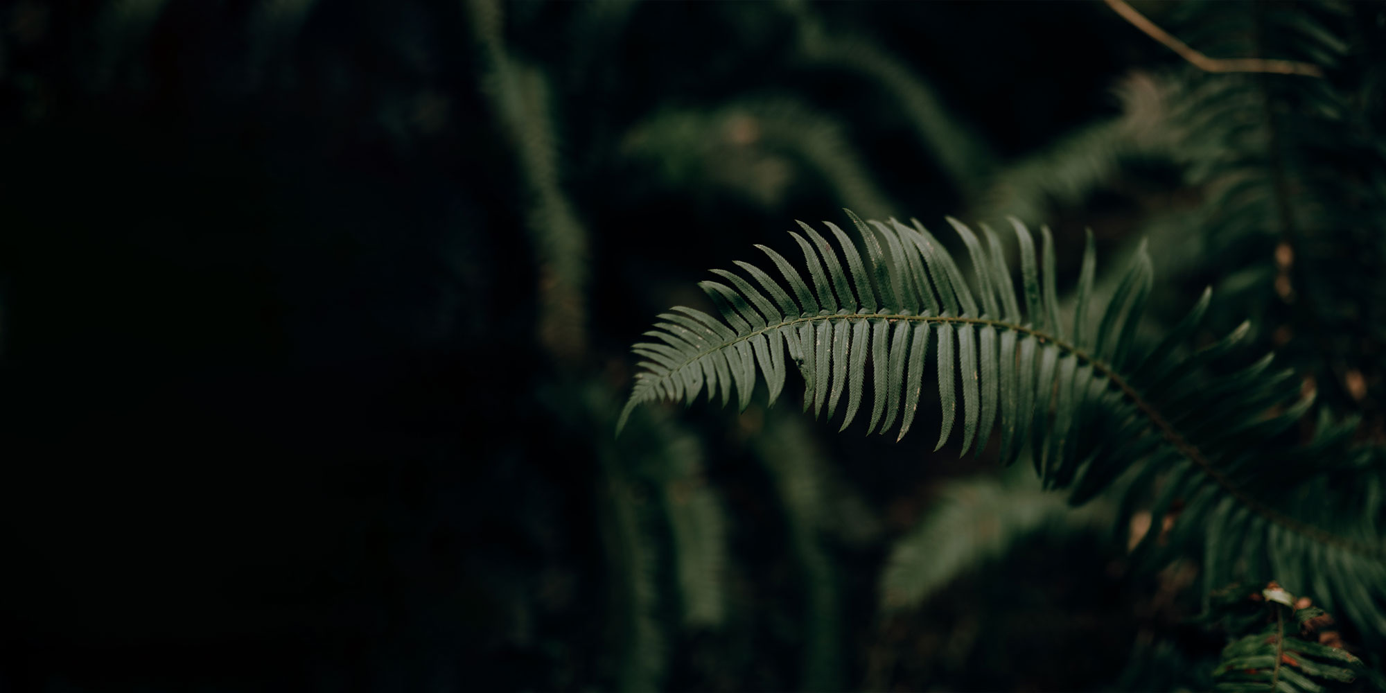 Blog | Join Avoya Network™