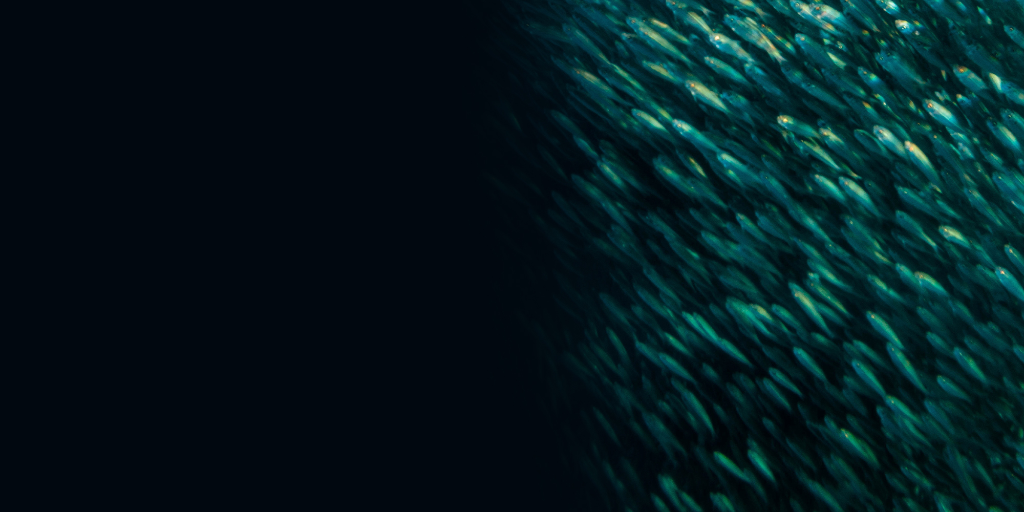 Live Leads | Join Avoya Network™